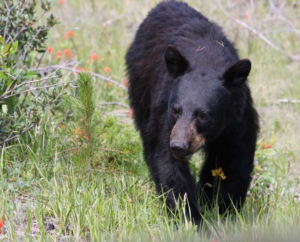 Où observer les Ours au Canada ? - Les Éclaireurs Du Voyage
