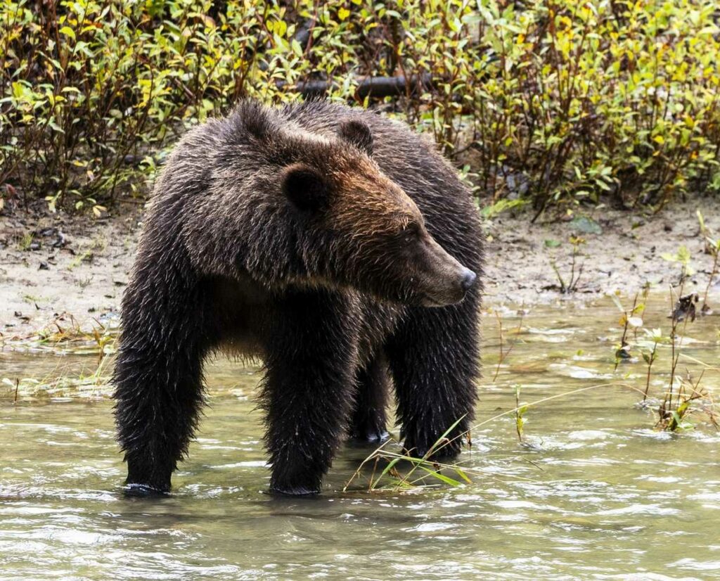 Où observer les Ours au Canada ? - Les Éclaireurs Du Voyage