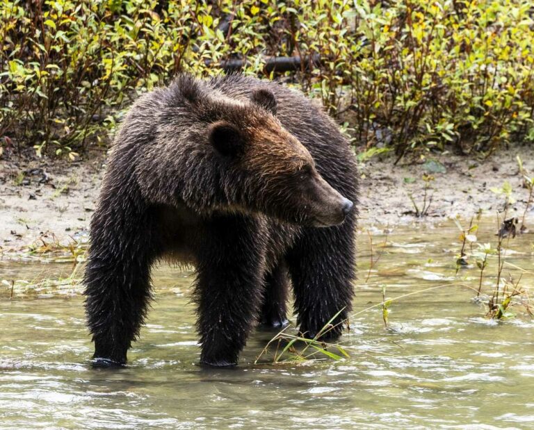 Où observer des ours au Canada ? - Les Éclaireurs Du Voyage