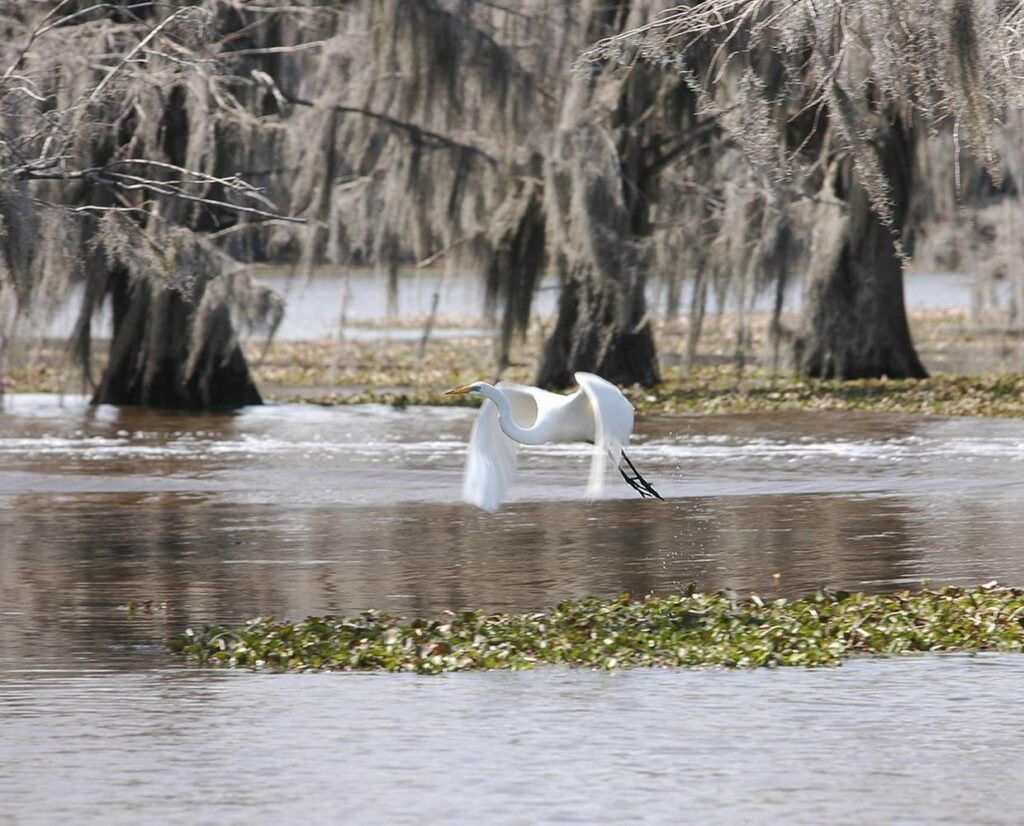 Comment visiter le bayou en Louisiane ? - Les Éclaireurs Du Voyage